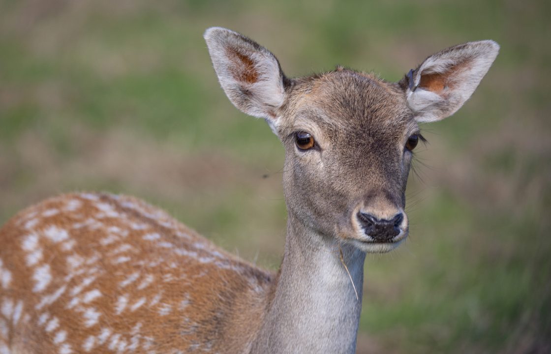 Nature & Deer Park near Tenby • Great Wedlock Farm & Deer Park