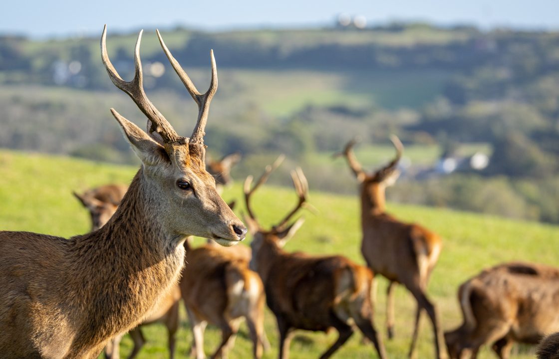 Nature & Deer Park near Tenby • Great Wedlock Farm & Deer Park